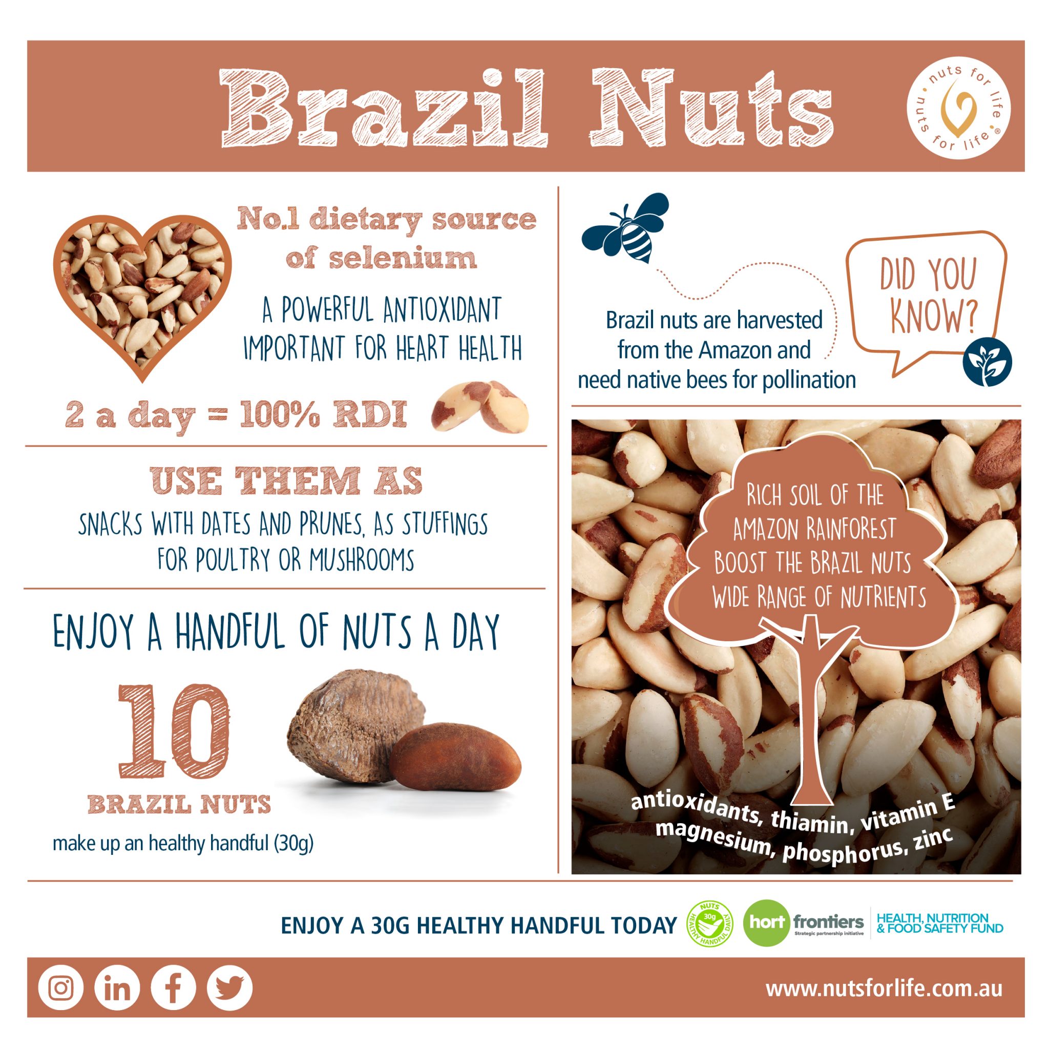 Nut infographics